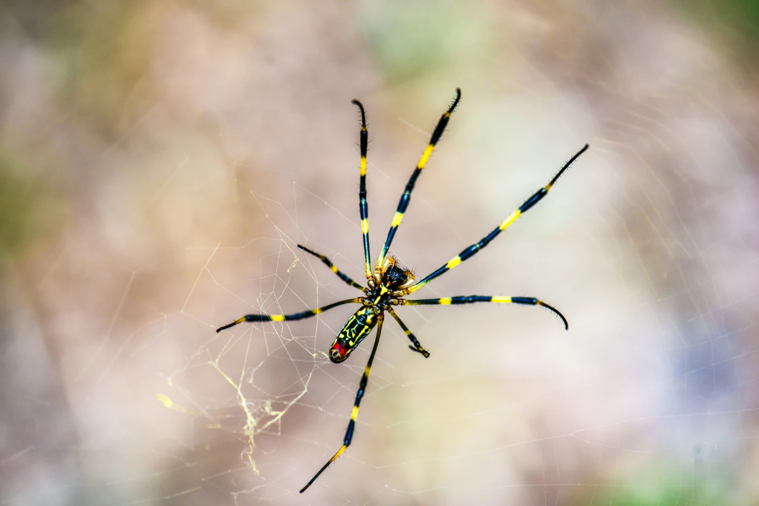 Giant Flying Joro Spiders Invade Eastern US: Facts & ‘Flying ...