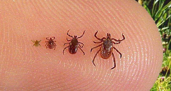 Lyme Disease Prevention & Tick Control Treatments: Ocean County NJ ...